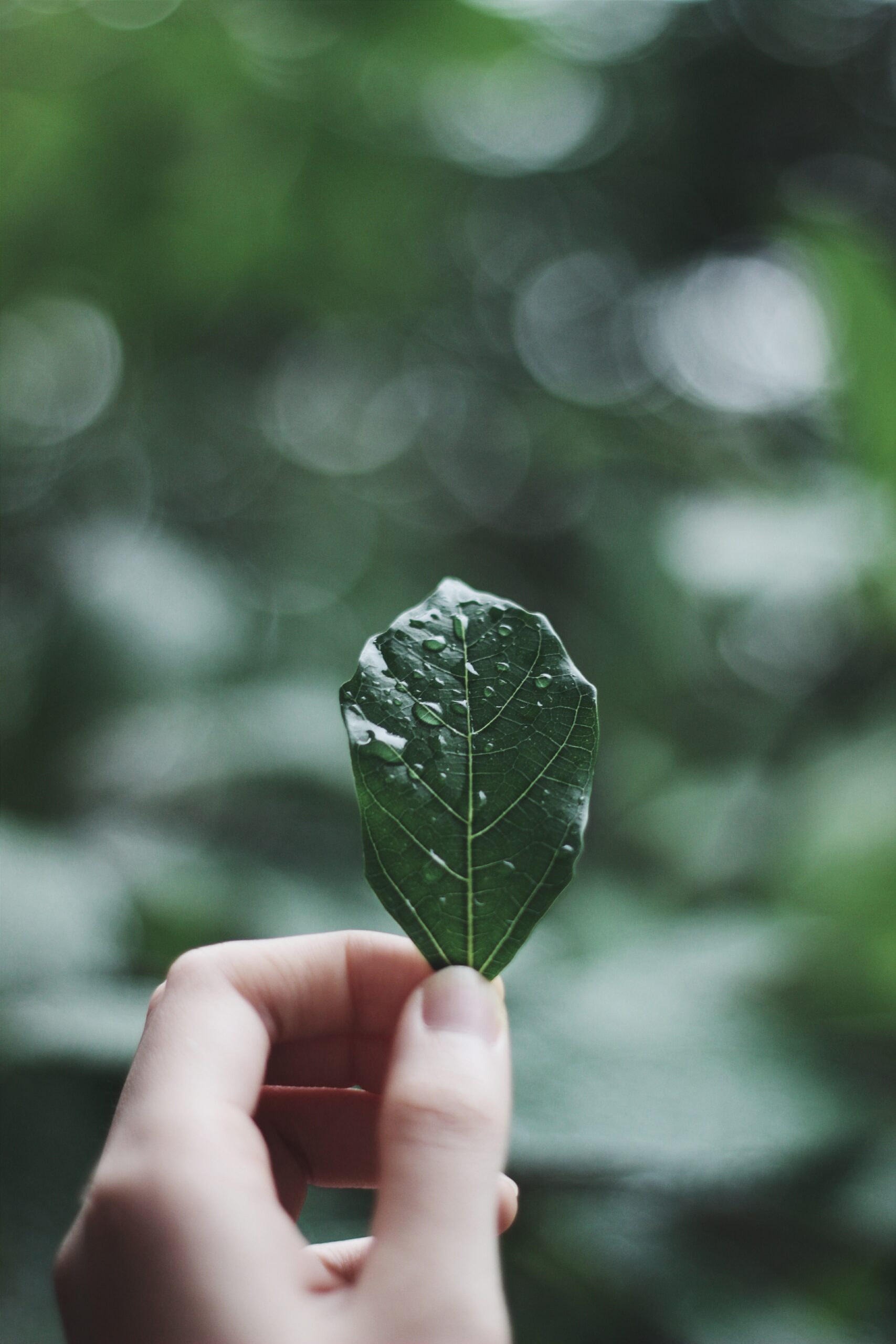 Green Volunteering : How it Works